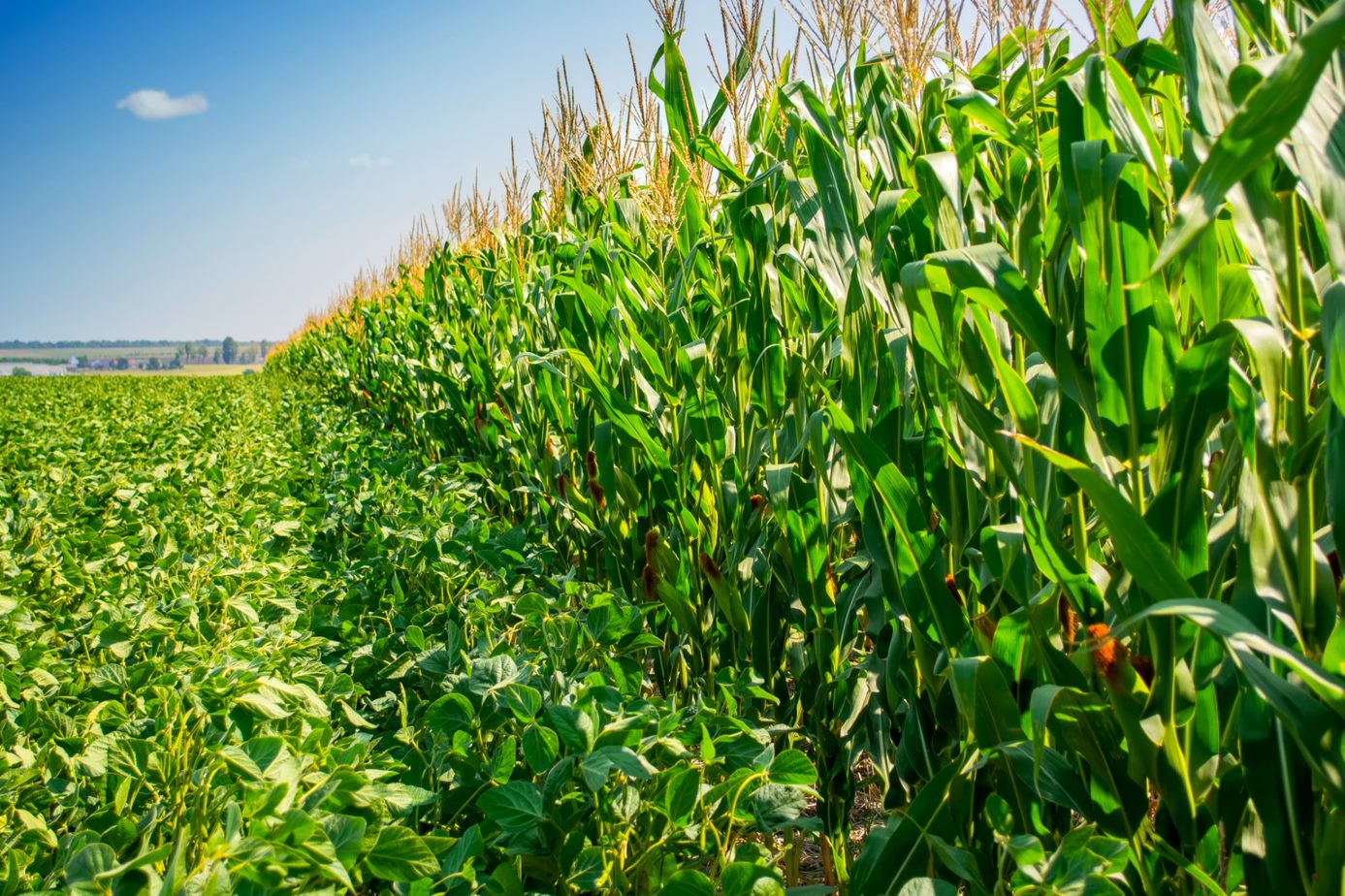 דגנים וקמחים - ADM Israel - א.ד.מ. מרכזי תעשיות